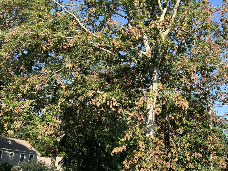 Mass. town infested with invasive insect species