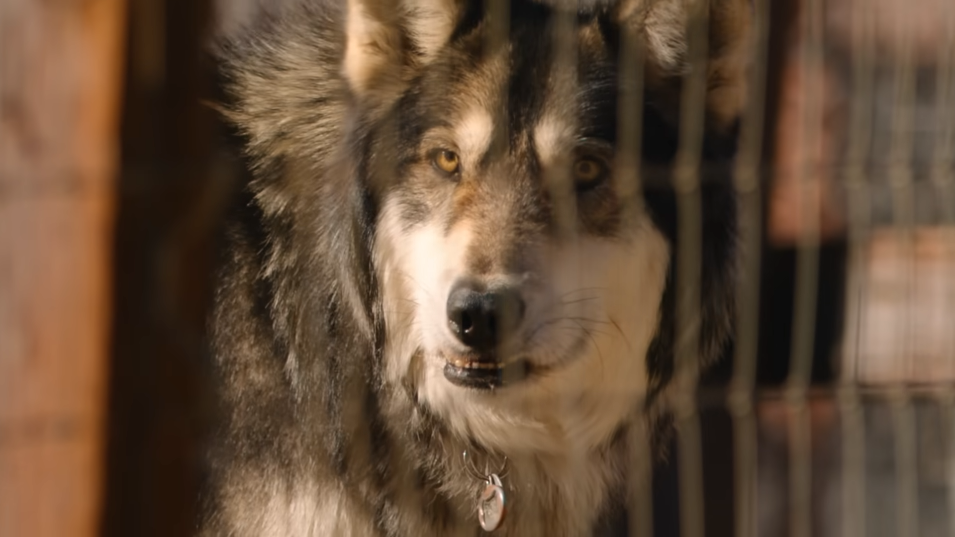 They could smell my fear - living face to face with wolves for days