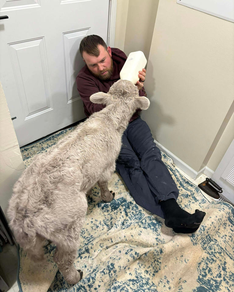 Mount Sterling family brings newborn calf inside during cold snap