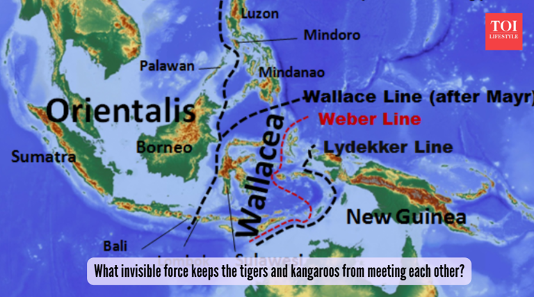 What invisible force keeps the tigers and kangaroos from meeting each ...