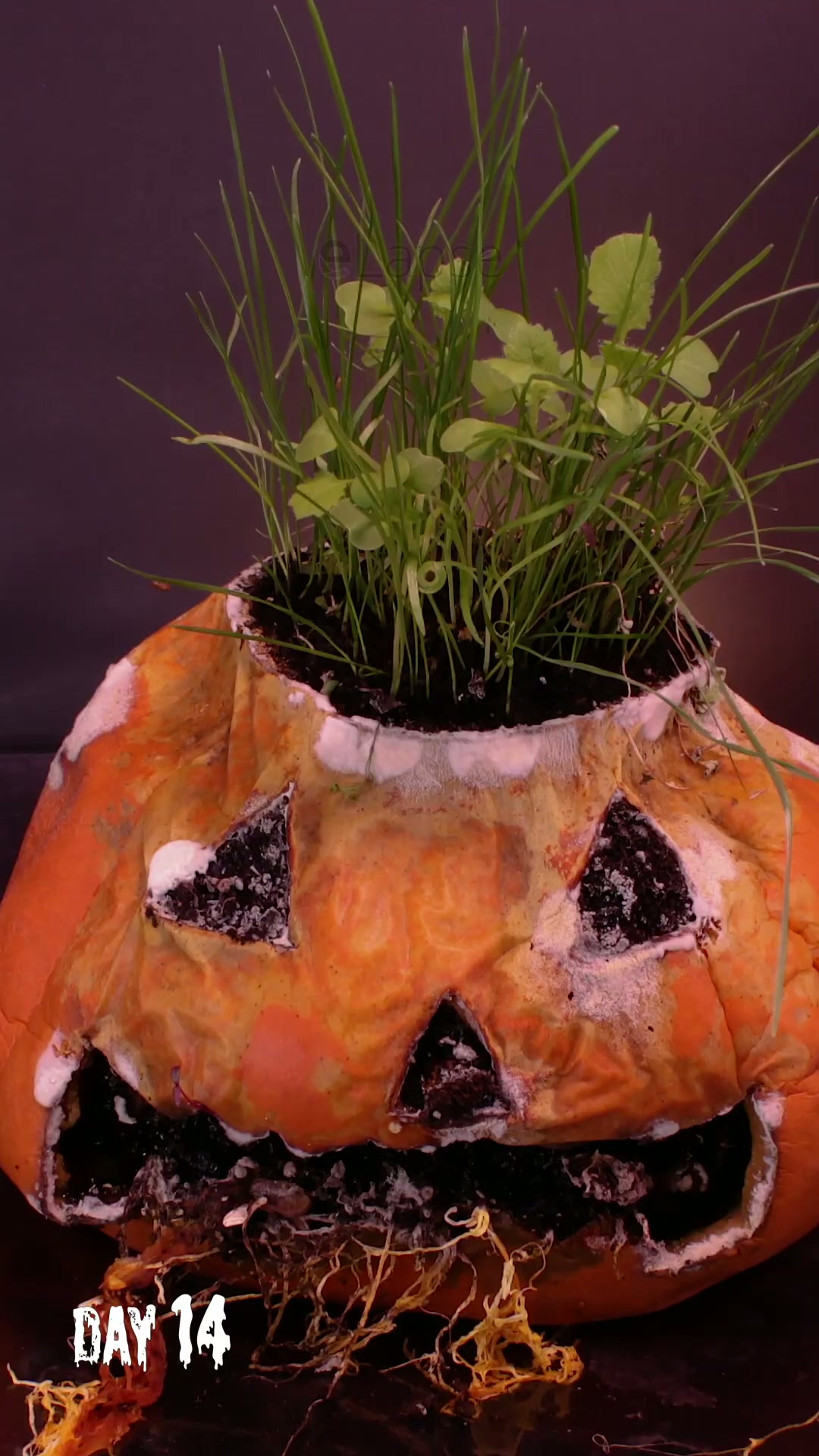 Mr. Jack O'Lantern time lapse