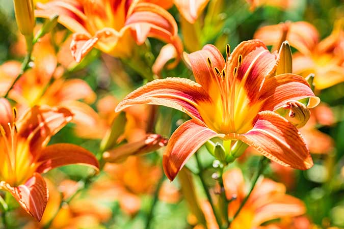 The best flowers to plant in the spring for a flawless garden