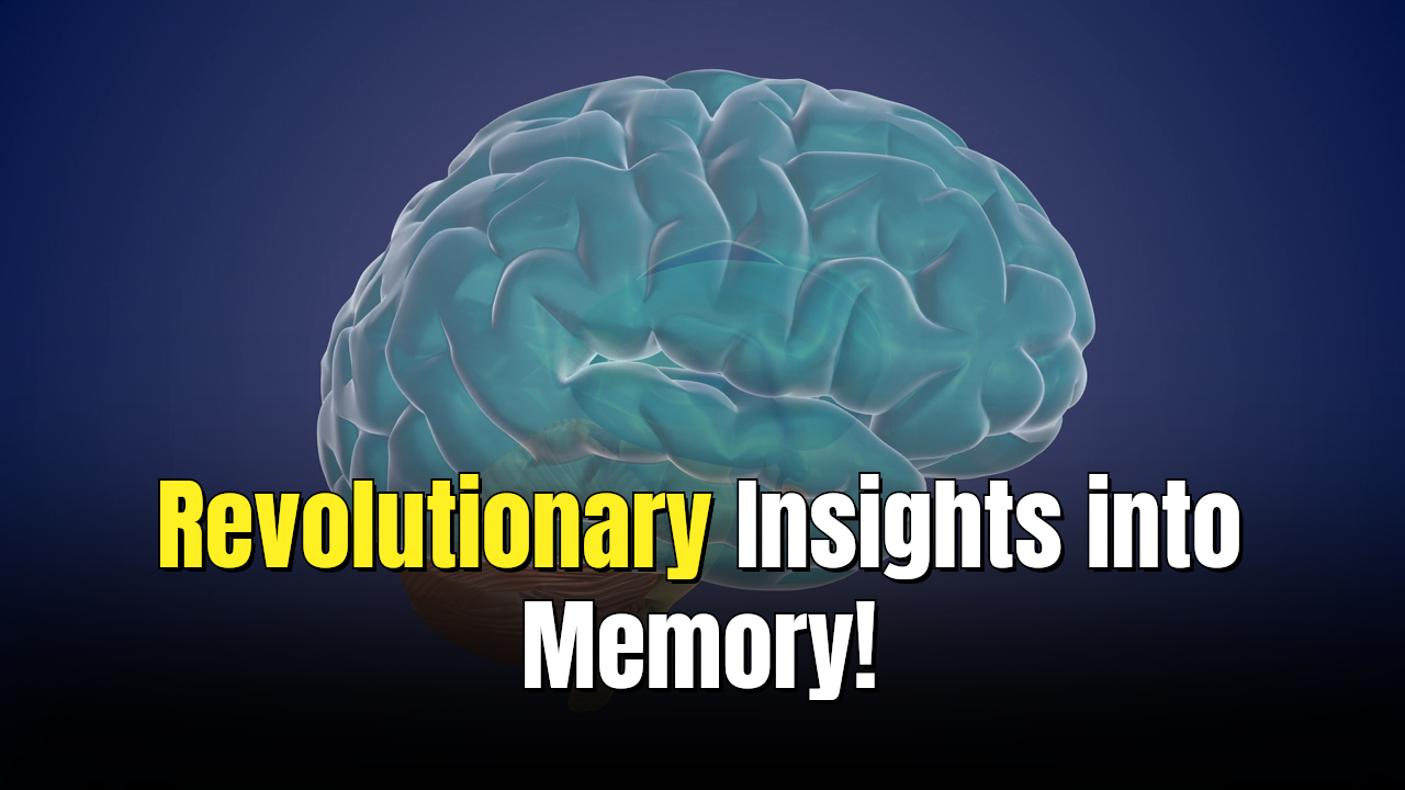 Memory shapes your conscious experience of the past, present, and future