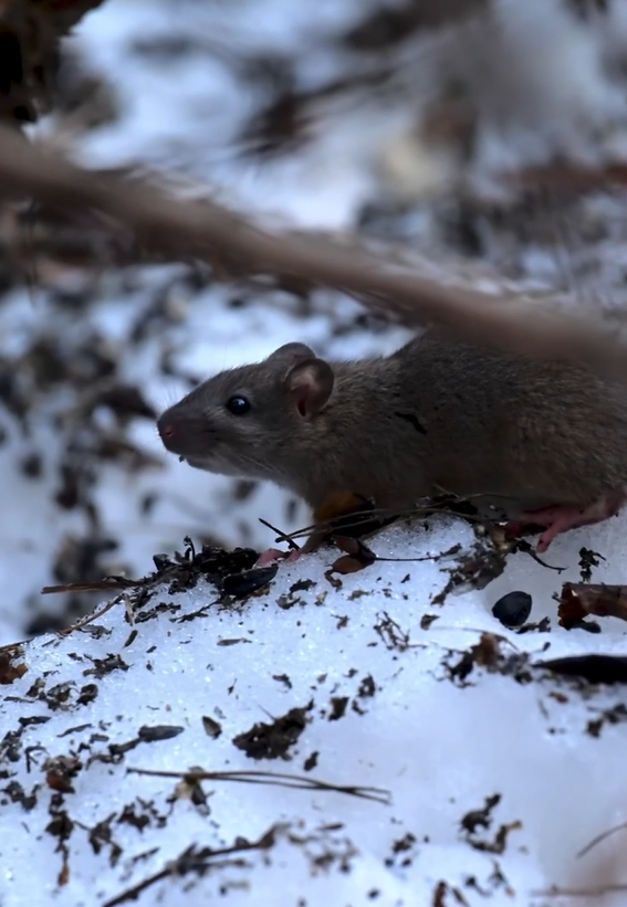 Patience pays off | Finding wildlife in the snow