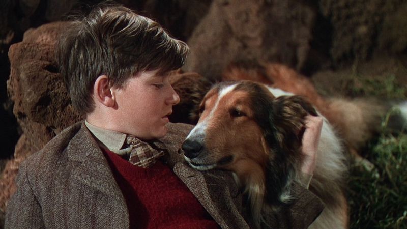 12 movie animals who completely outshined their human co-stars