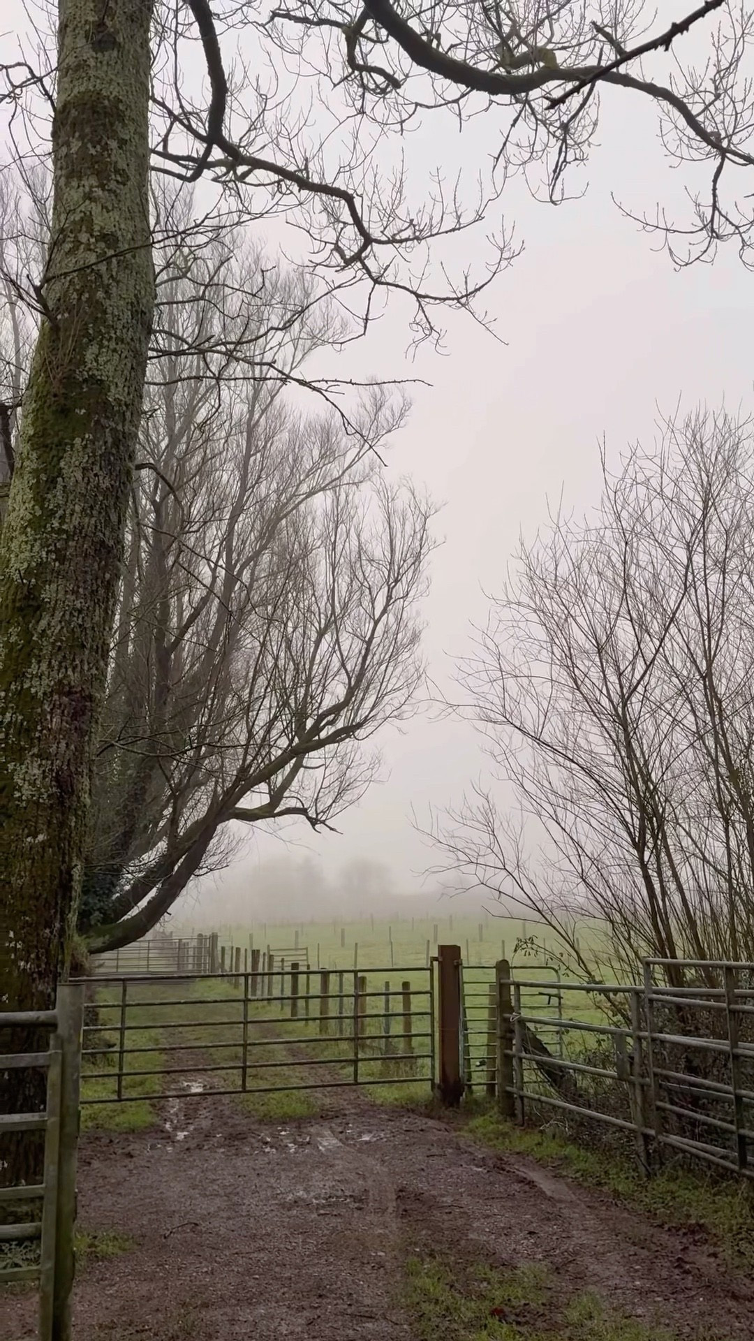 Walking through Ireland with beautiful bird sounds