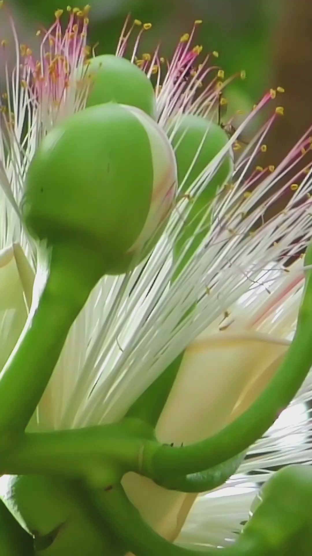 El Amazonas: El río más peligroso del mundo 🐍 #shorts