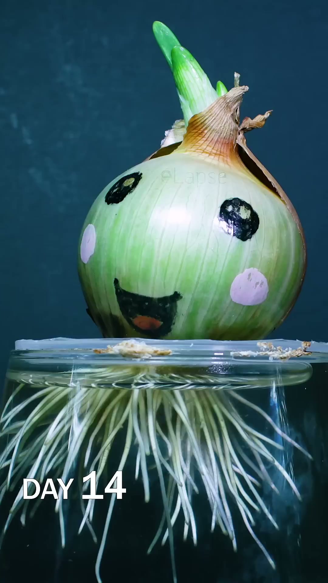 Onion bulb rooting in water time-lapse