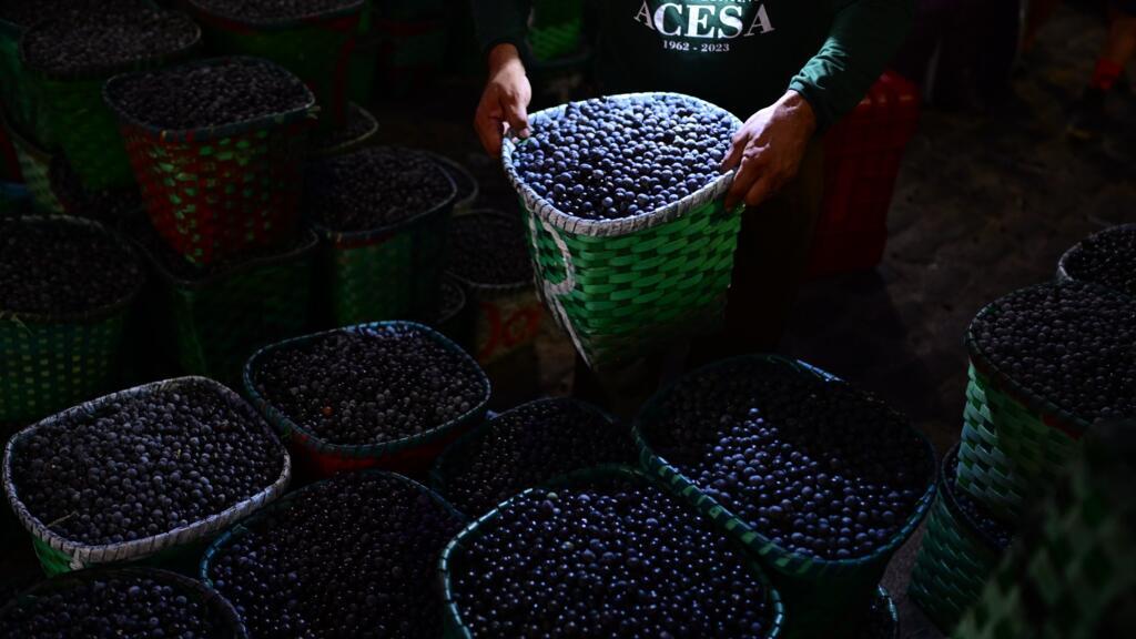 The bright side: Brazil declares açai berry a national fruit to ward ...