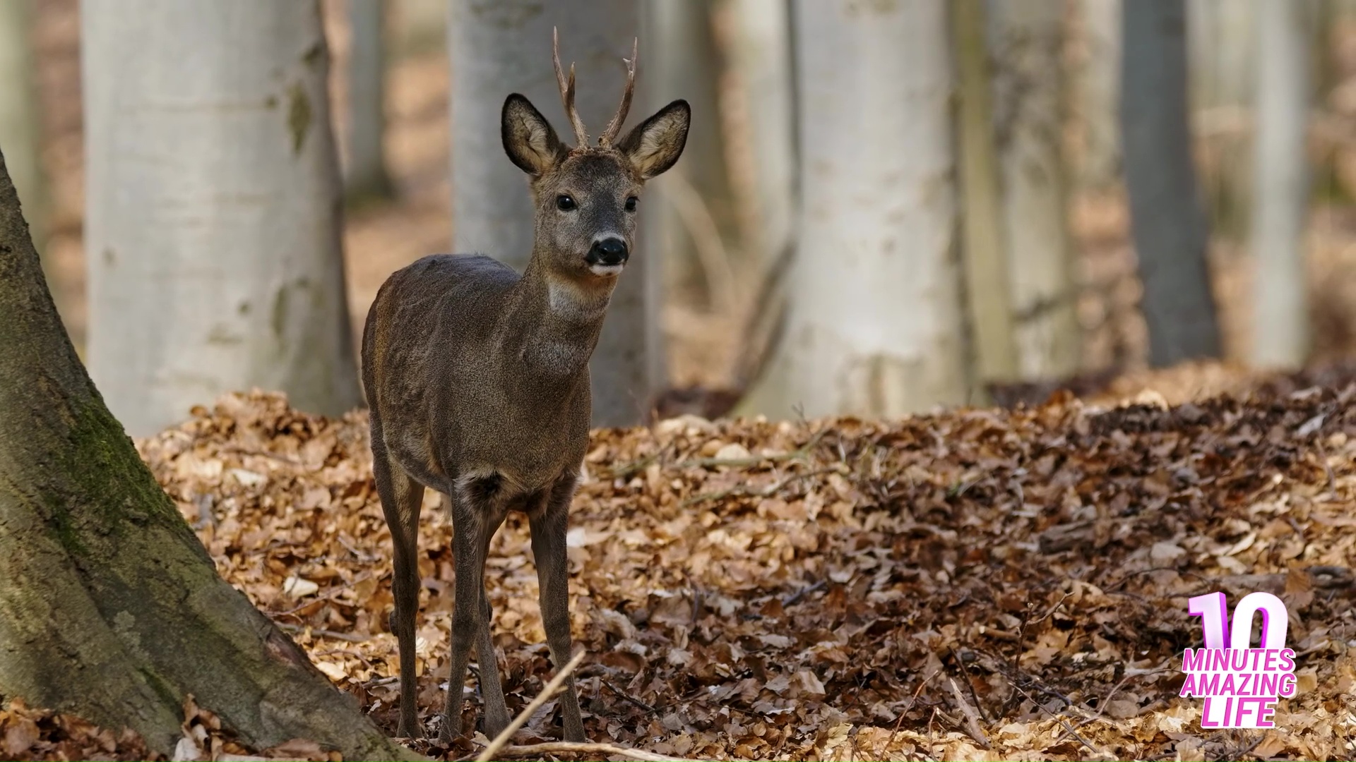 A calm moment with a deer among trees