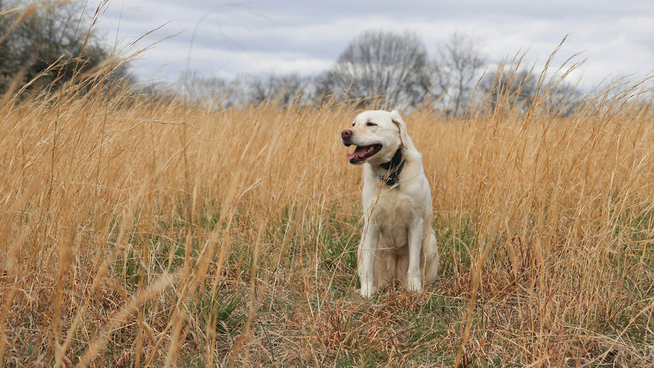 The animals that kill more livestock than wolves, quietly