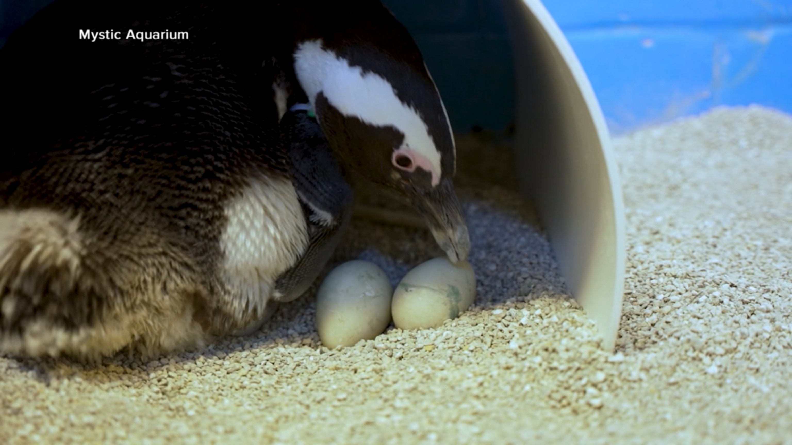 Connecticut aquarium welcomes 2 endangered penguin chicks