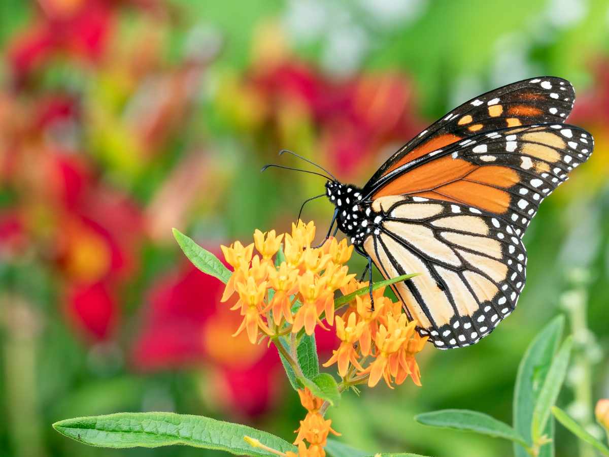 The best flowers to plant in the spring for a flawless garden