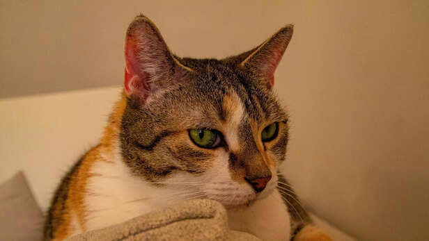 Cat eye language: Slow blinks, stares & dilated pupils