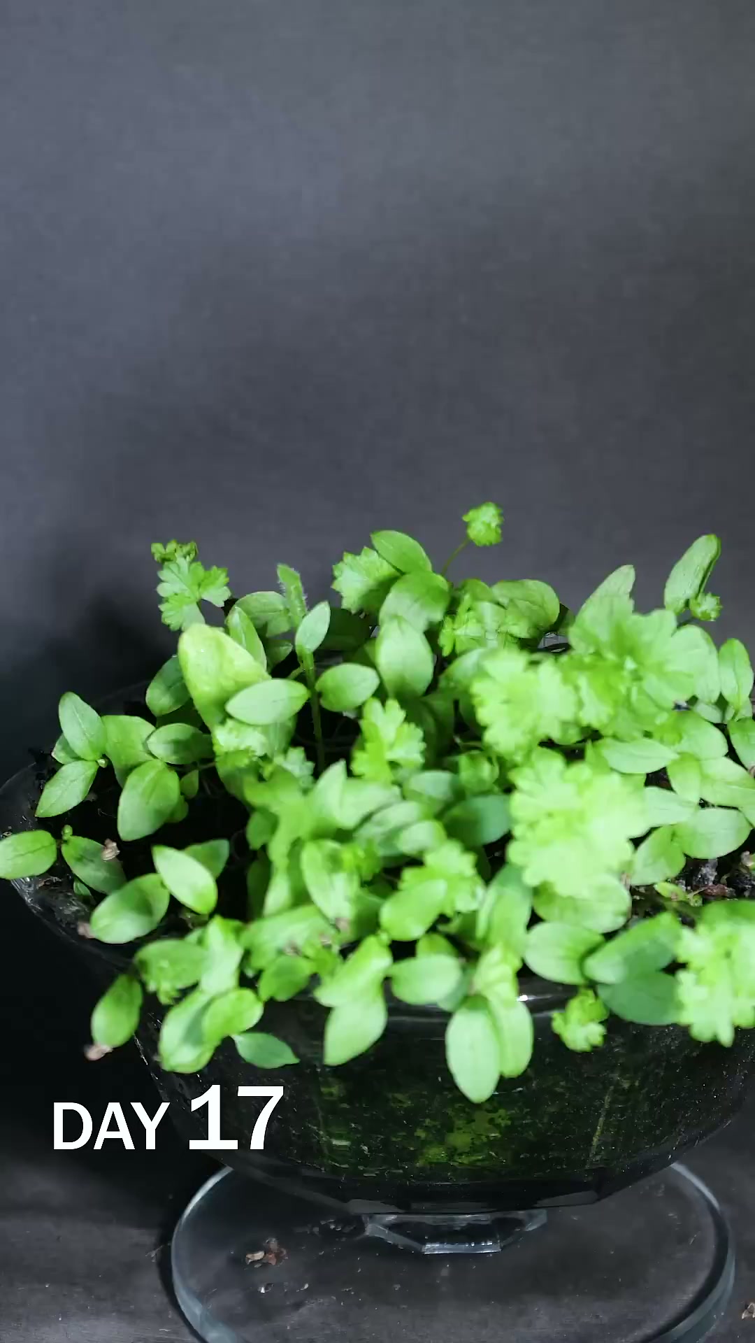 Parsley microgreens growing time-lapse