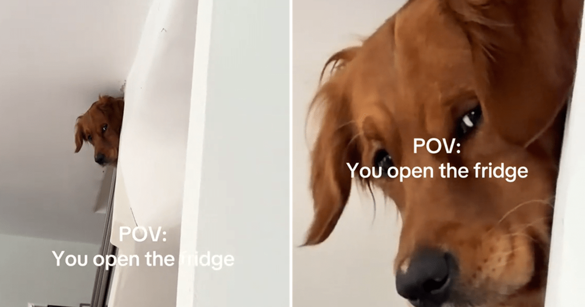 Video: Golden retriever gives this look every time the fridge opens