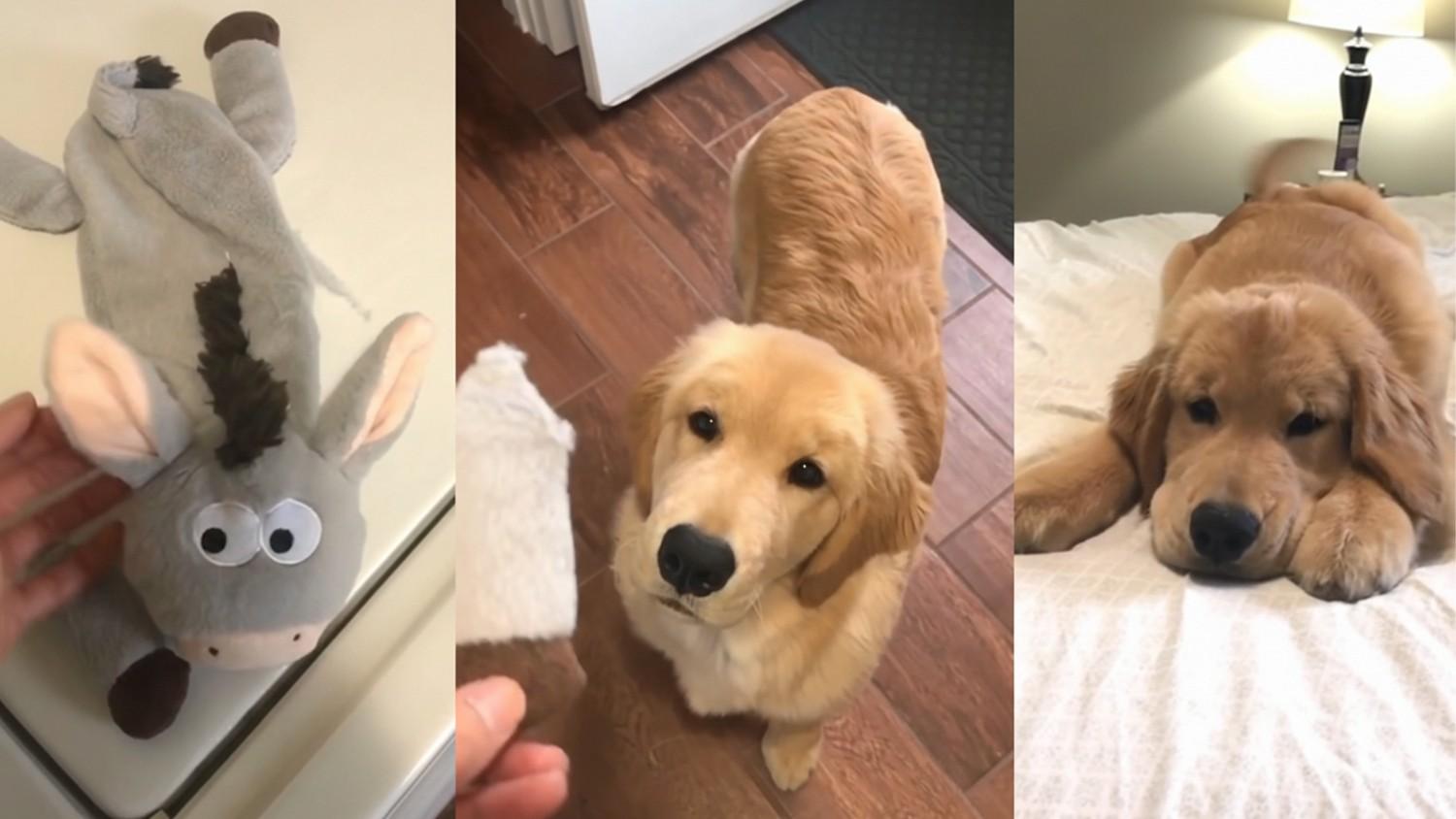 This is how my dog looked after I broke it