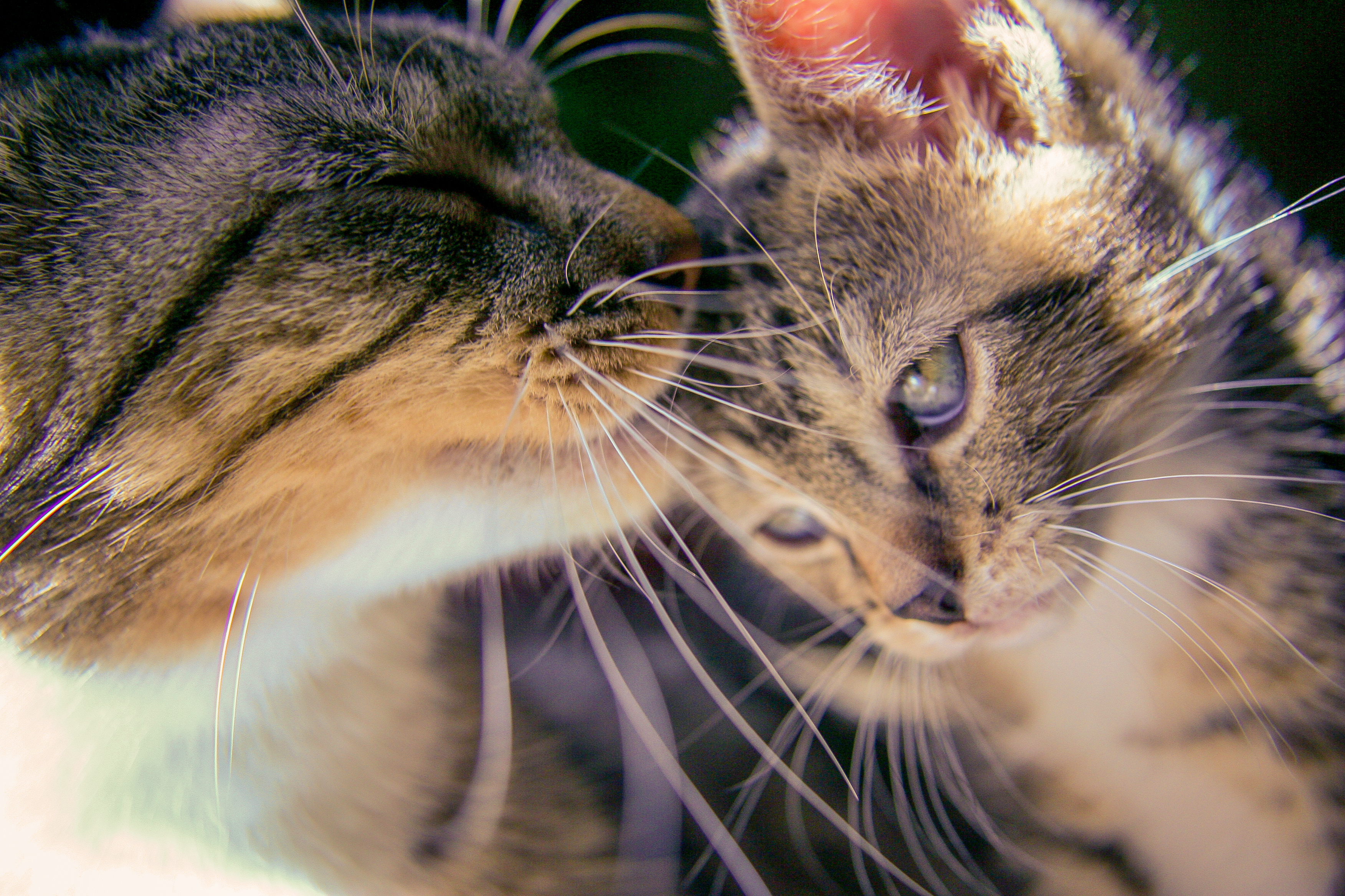 Cat has single litter, how she raises daughter melts hearts