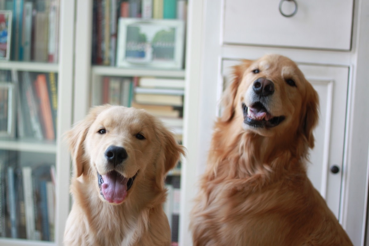 Toddler takes pictures of his favorite things and his golden retrievers ...