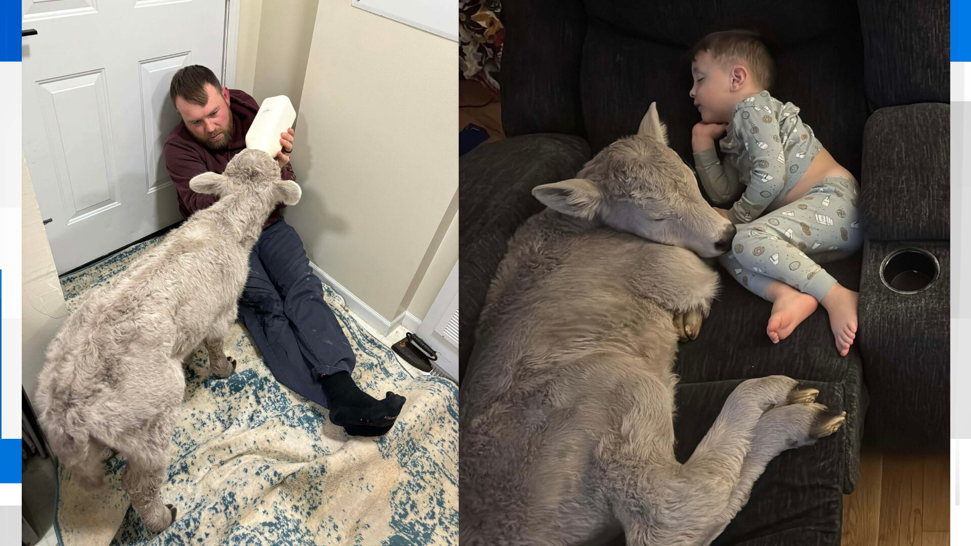 Mount Sterling family brings newborn calf inside during cold snap