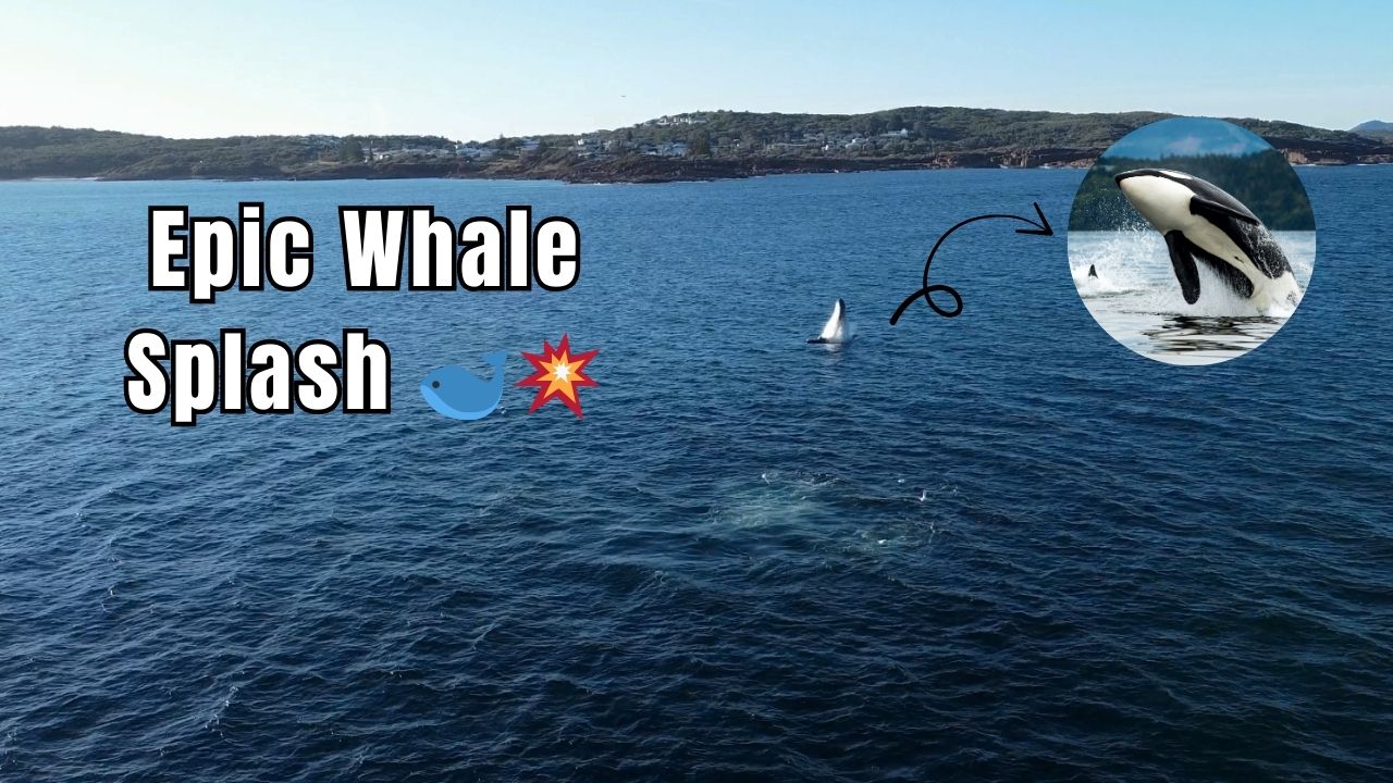 Whales caught playing in the water like they are having the best time