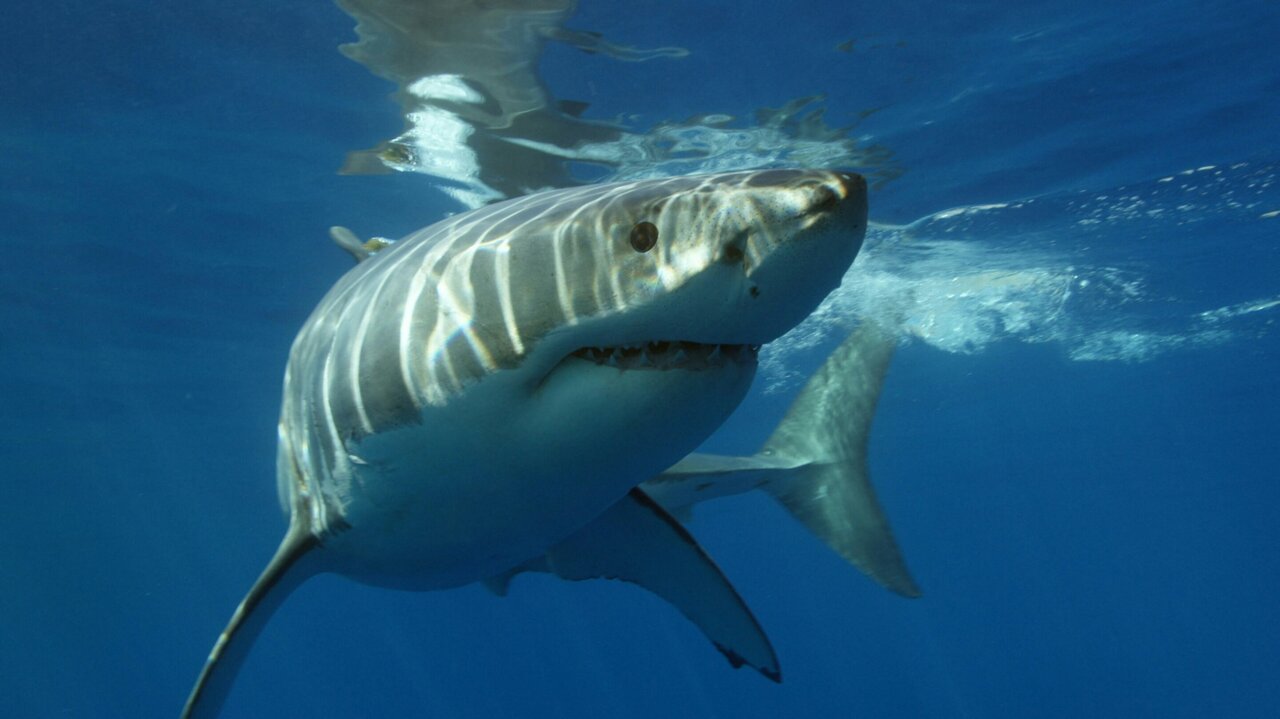 Great white sharks grow a whole new kind of tooth for slicing bone as ...