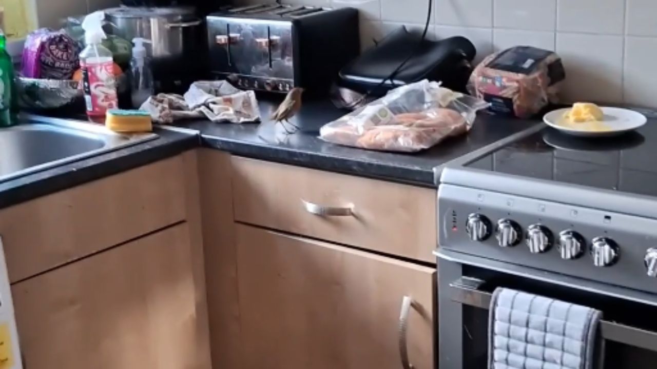 Robin flies around a kitchen before leaving through a window