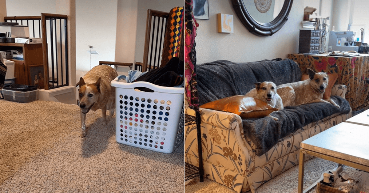 Video of dogs reacting to the idea of spending time with mom