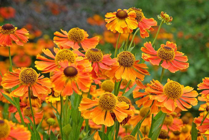 Top 10 tall perennial flowers for the back of the border
