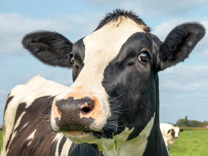 Bovine intervention: Peabody police officer leads cows to safety (video)