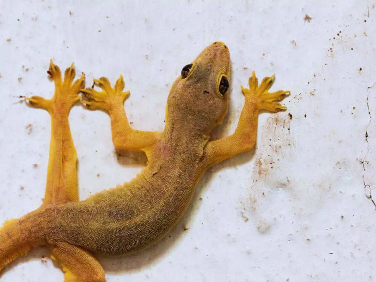 How to identify lizard eggs indoors and get rid of them safely