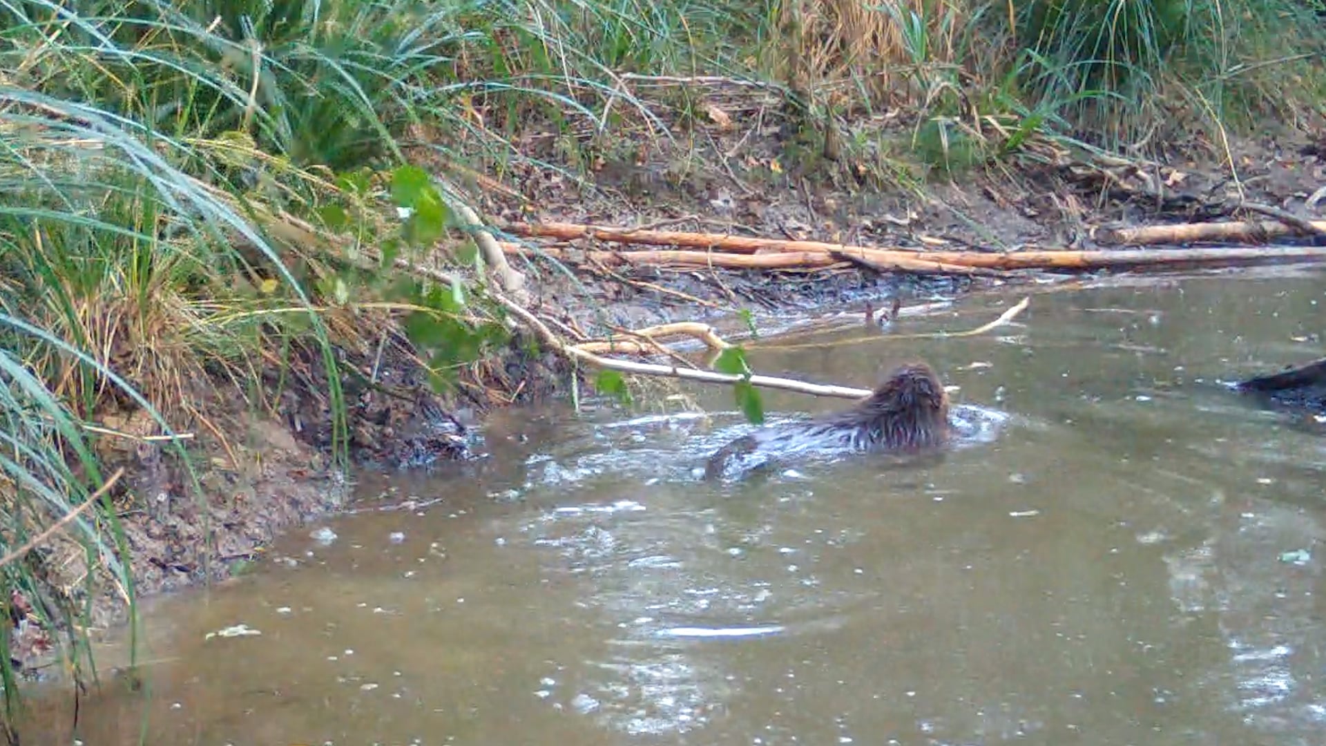 Camera trap footage shows beavers working together to create dam