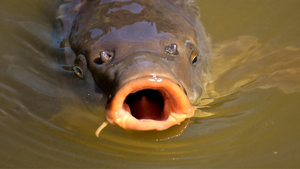 Officials remove staggering 100,000 pounds of invasive fish from river