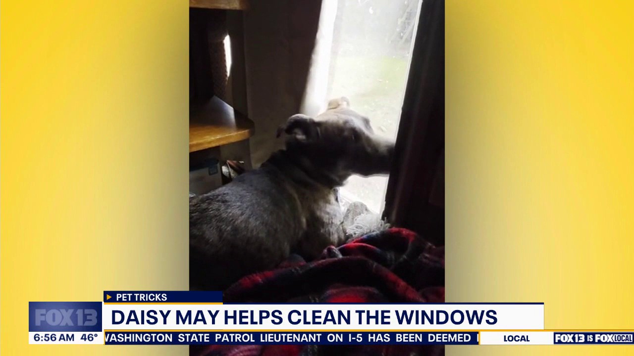 Pet tricks for Wednesday, January 28