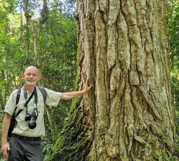 Fast-growing trees are taking over the forests of the future and ...