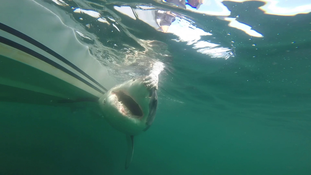 1,000-pound great white shark spotted super close to Alabama shoreline