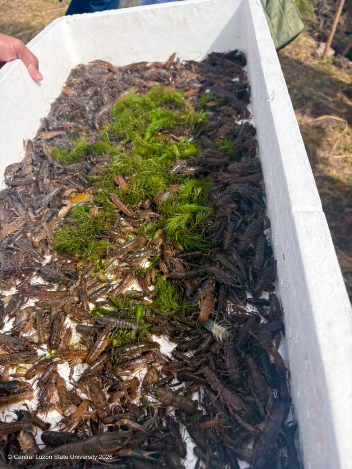 CLSU, BFAR‑NFTC project to turn crayfish into high‑value, sustainable ...