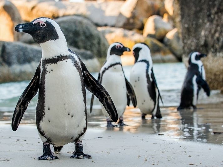 Walk like a penguin to avoid winter falls: Southington Health Department