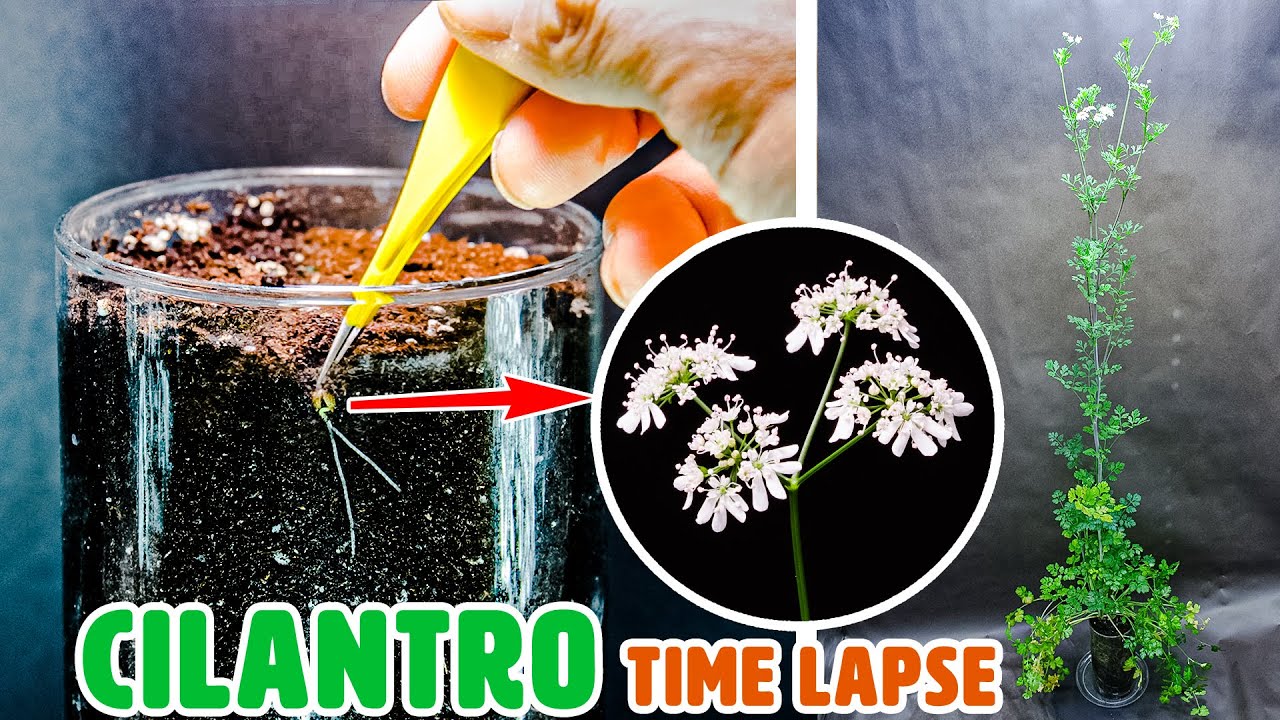 Growing coriander cilantro time lapse - seed to flower (85 days)
