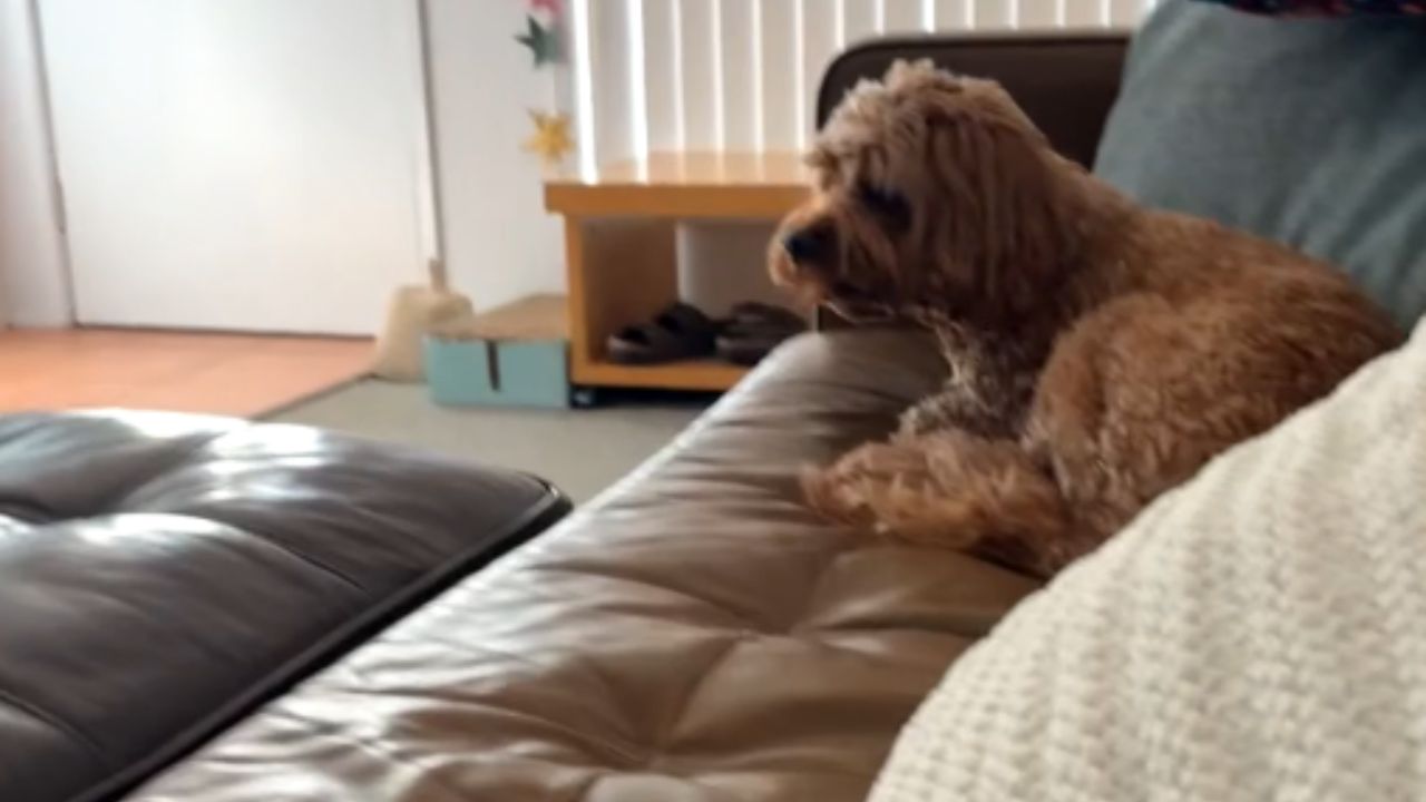 Dog charges forward after a standoff with a cat