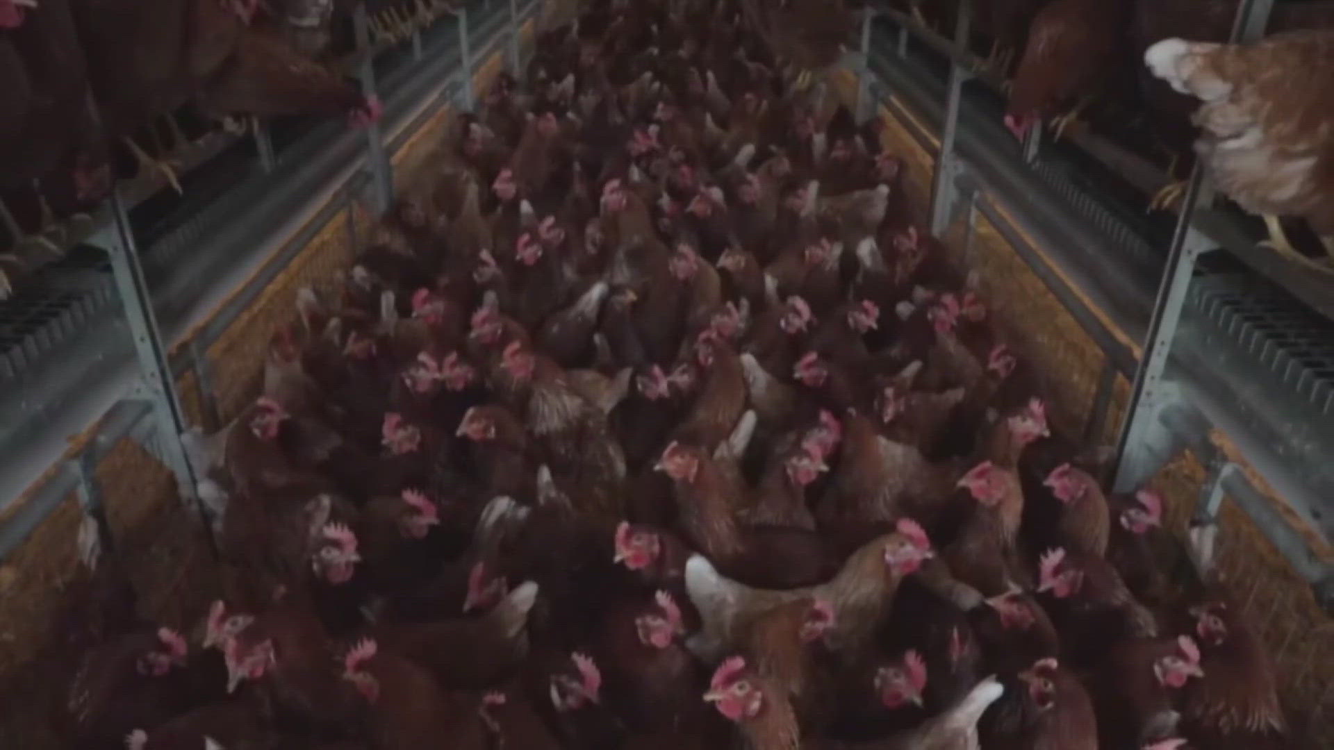 First Bird Flu Case in Eastern Washington Hits Grant County