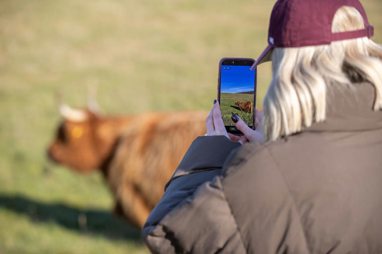 Ditch the crocs visitors told as viral Highland cows are moved on ...