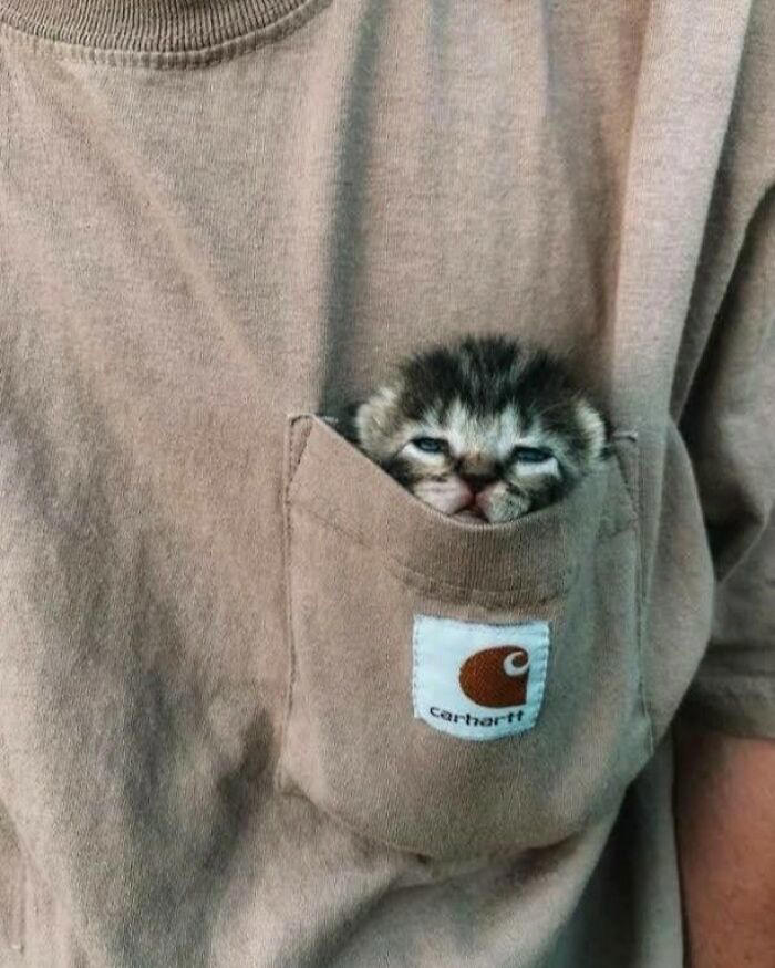 48 magical photos that prove cats are truly a blessing, as shared on ...