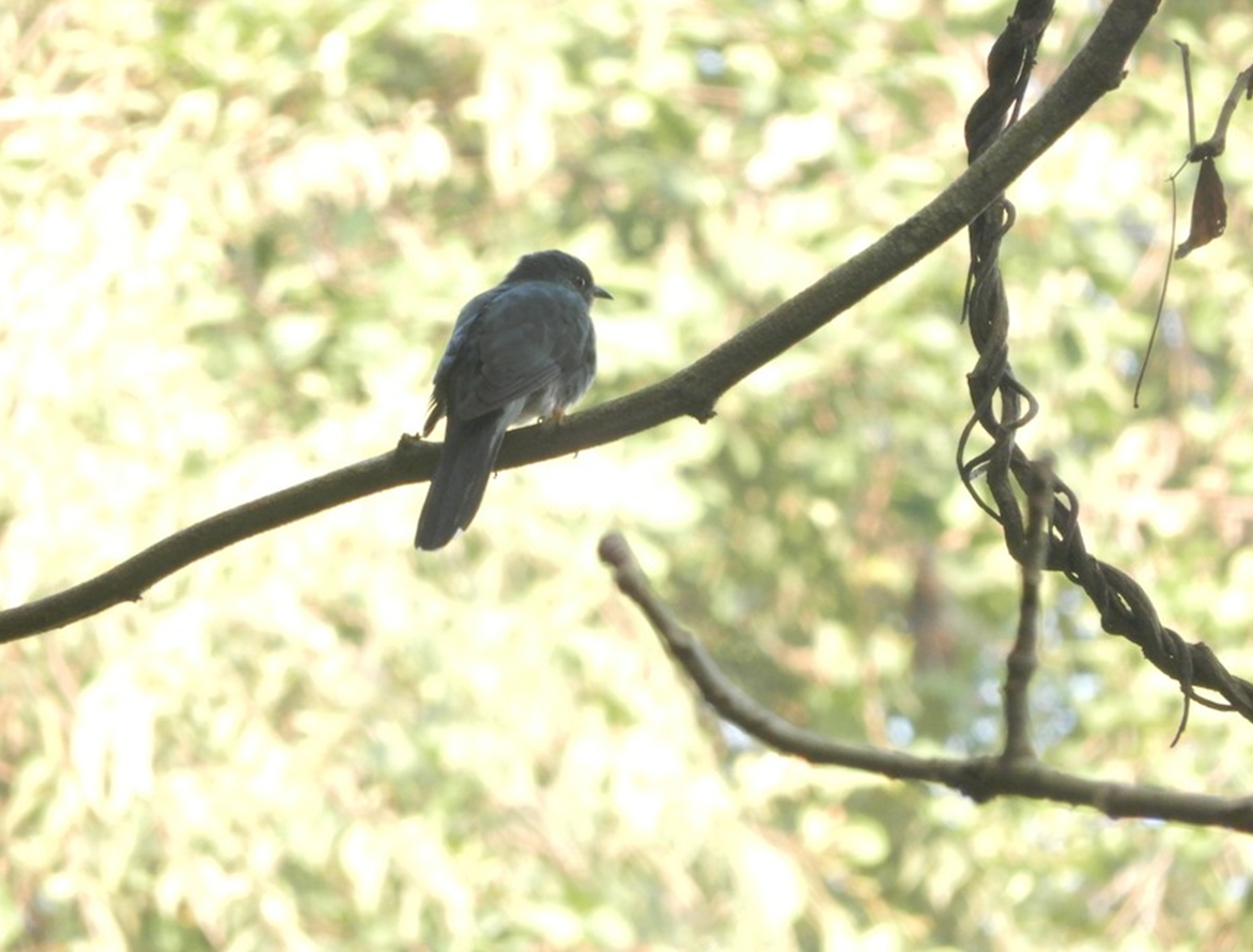 46 species call Toyyar Lake home: Bird survey