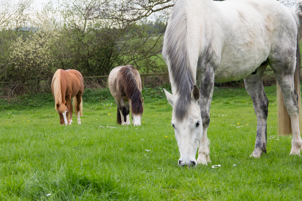 Fat horses: why the equine obesity epidemic matters now more than ever