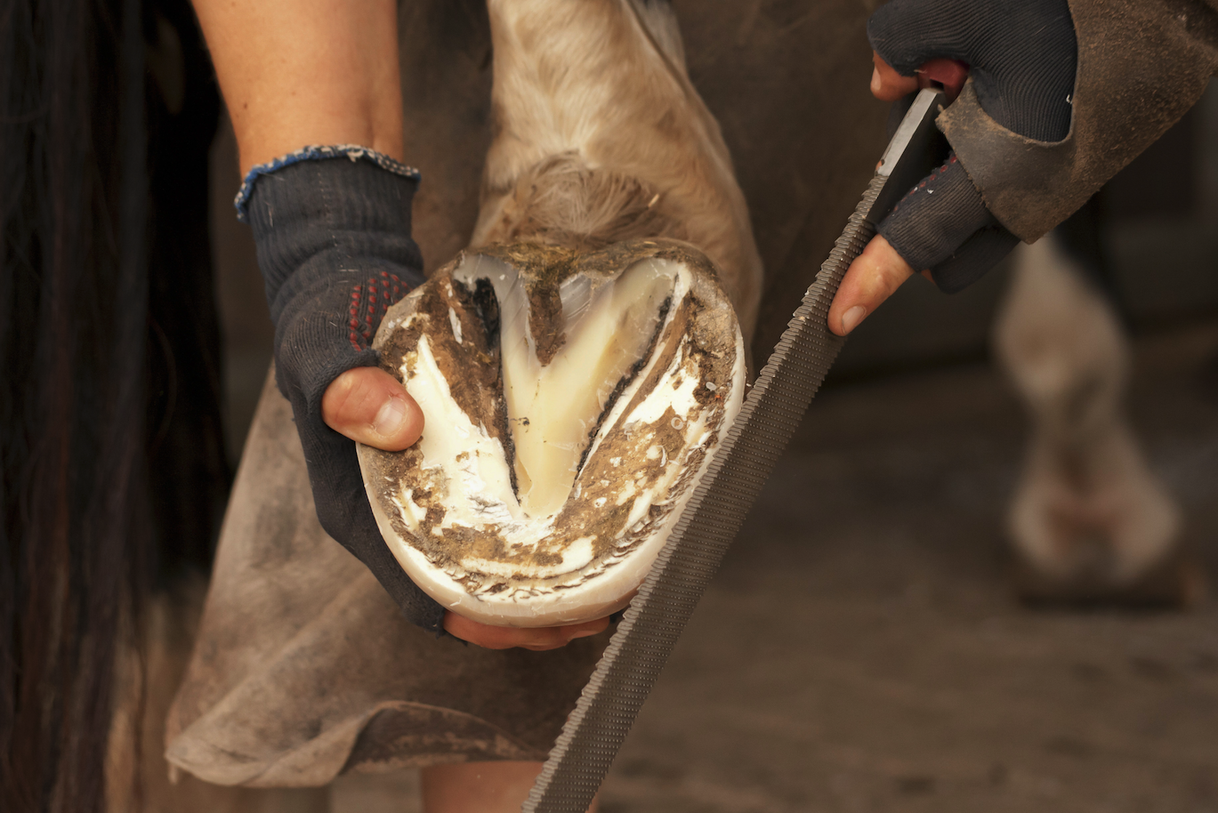 These are the pros and cons of keeping a horse barefoot