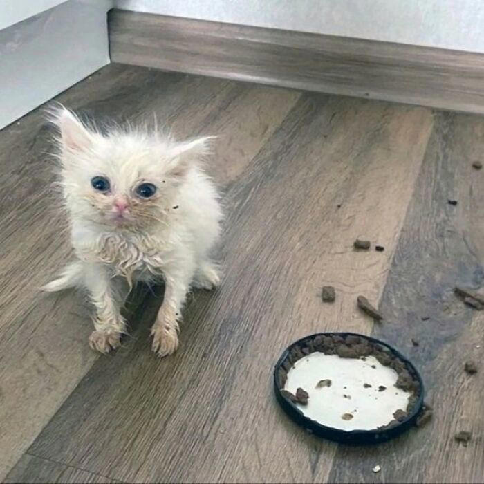 48 magical photos that prove cats are truly a blessing, as shared on ...