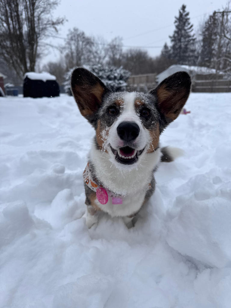 Photo gallery: Snow day fun from NW Ohio and SE Michigan during the ...