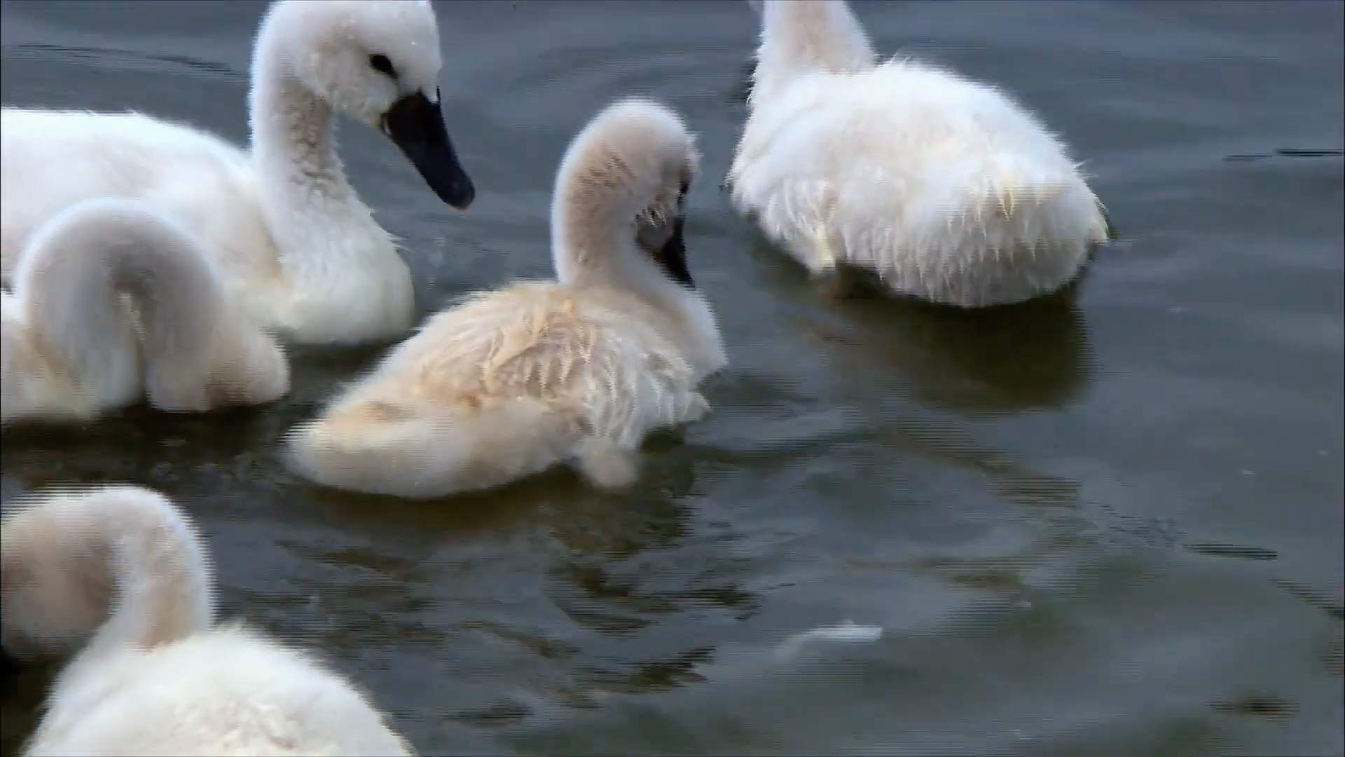 Injured wild animals getting a second chance at life | City Wildlife ...