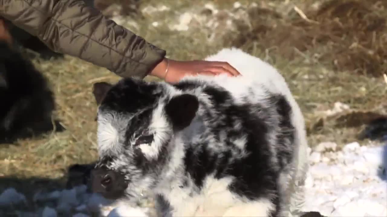 Bittersweet rescue: Beloved cow dies after snowy barn collapse